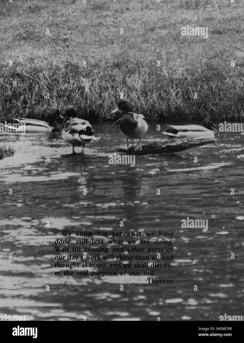 The washburn yearbook for 1984 Black and White Stock Photos & Images ...