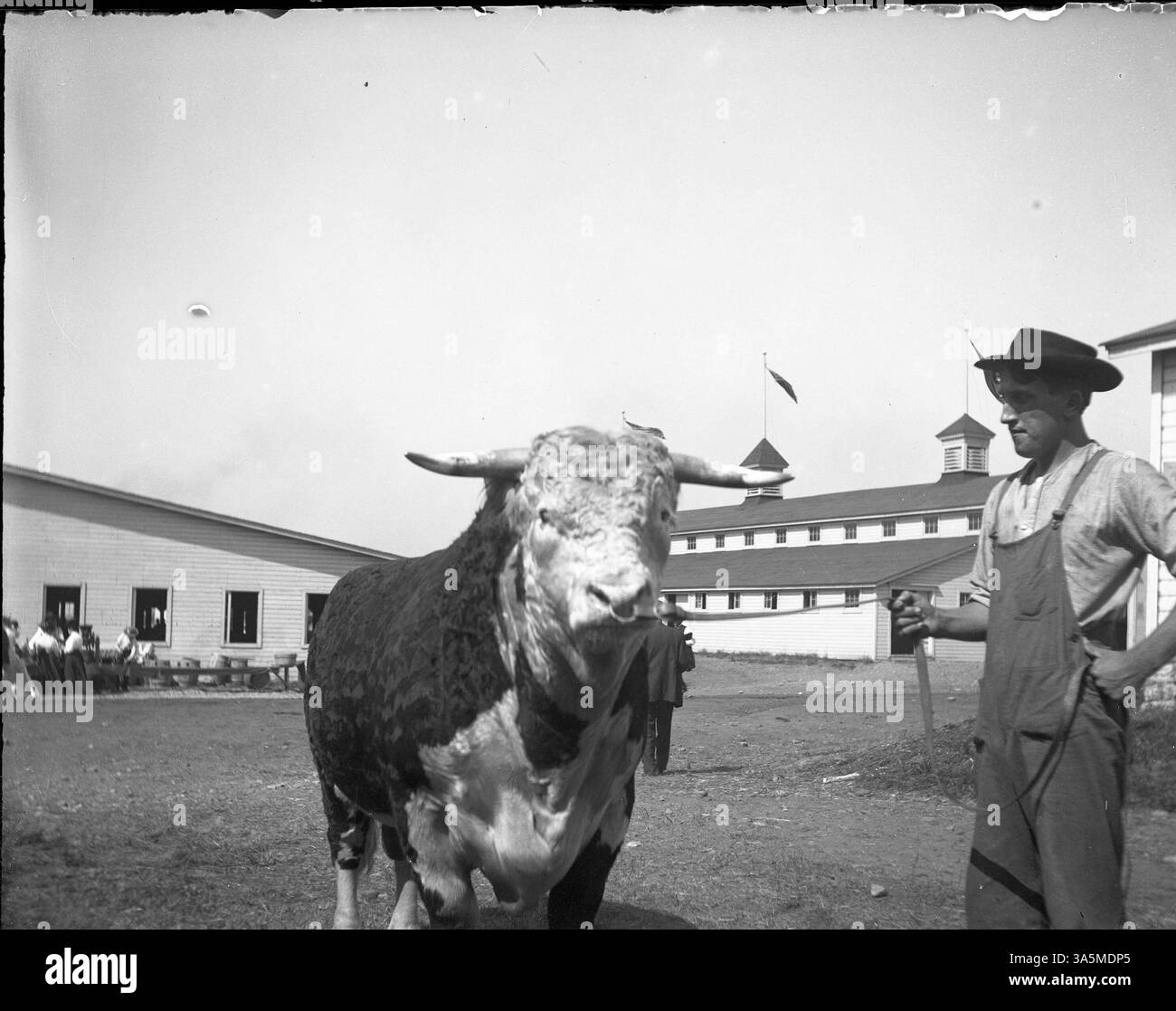 A farmer proudly presents his prize-winning Holstein bull at the ...