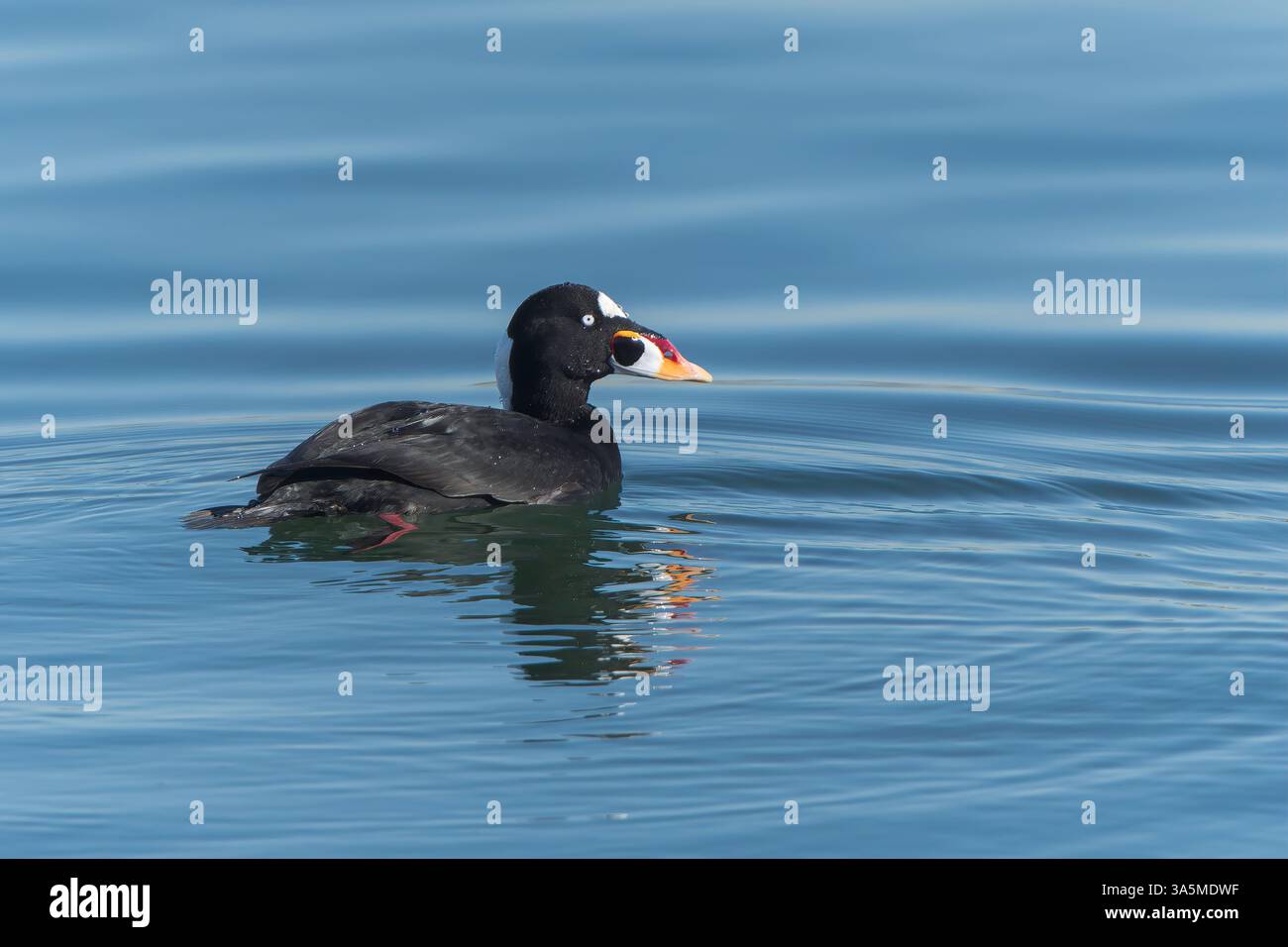 surf scoter, Melanitta perspicillata, single adult drake swimming on ...