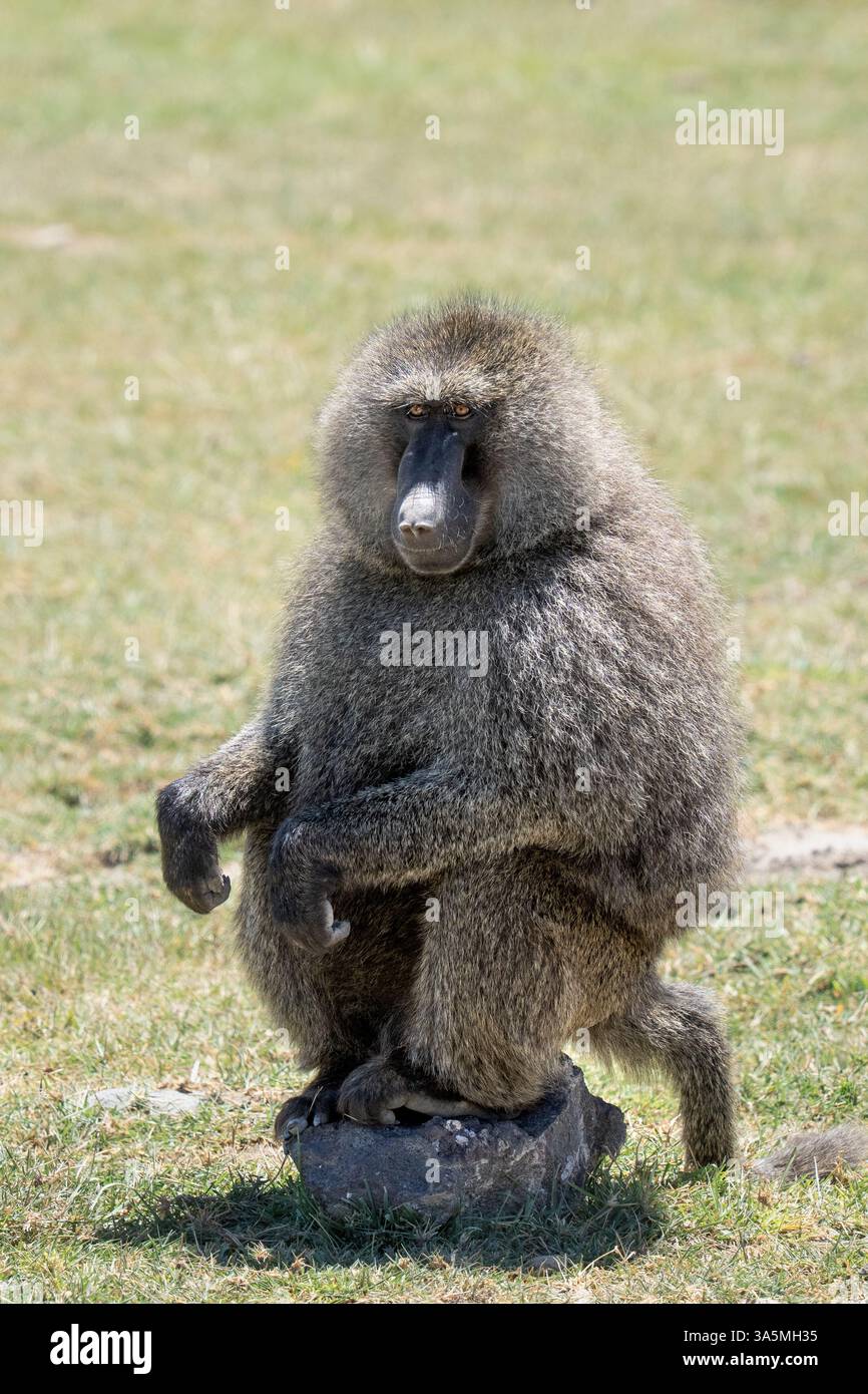 Large male baboon sitting on a rock in the Ngorogoro Crater in Tanzania ...