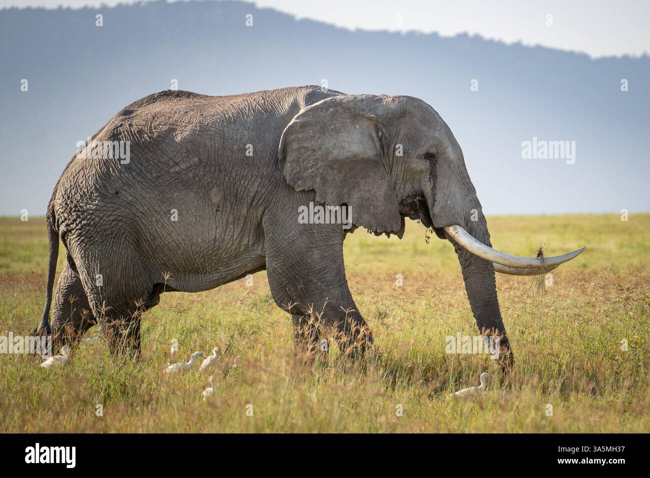 Large older African Elephant walking through the Ngorogoro Crater with ...
