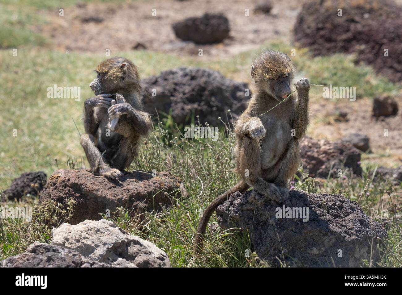 Young baboons playing on the floor of the Ngorogoro Crater in Africa ...