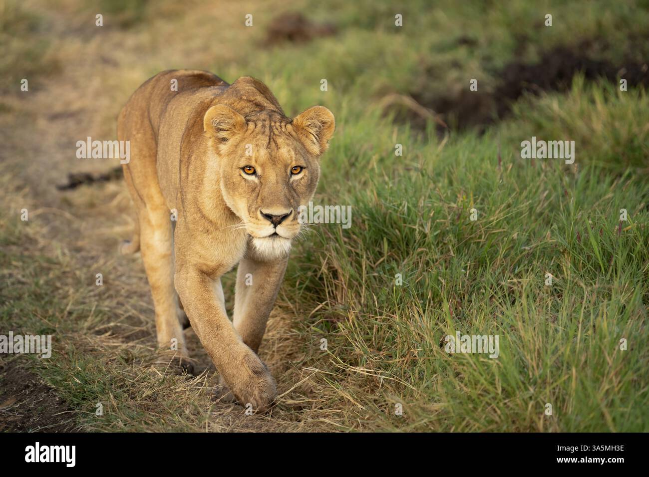 Female lion walking down a path in the Ngorogoro Crater in Tanzania ...