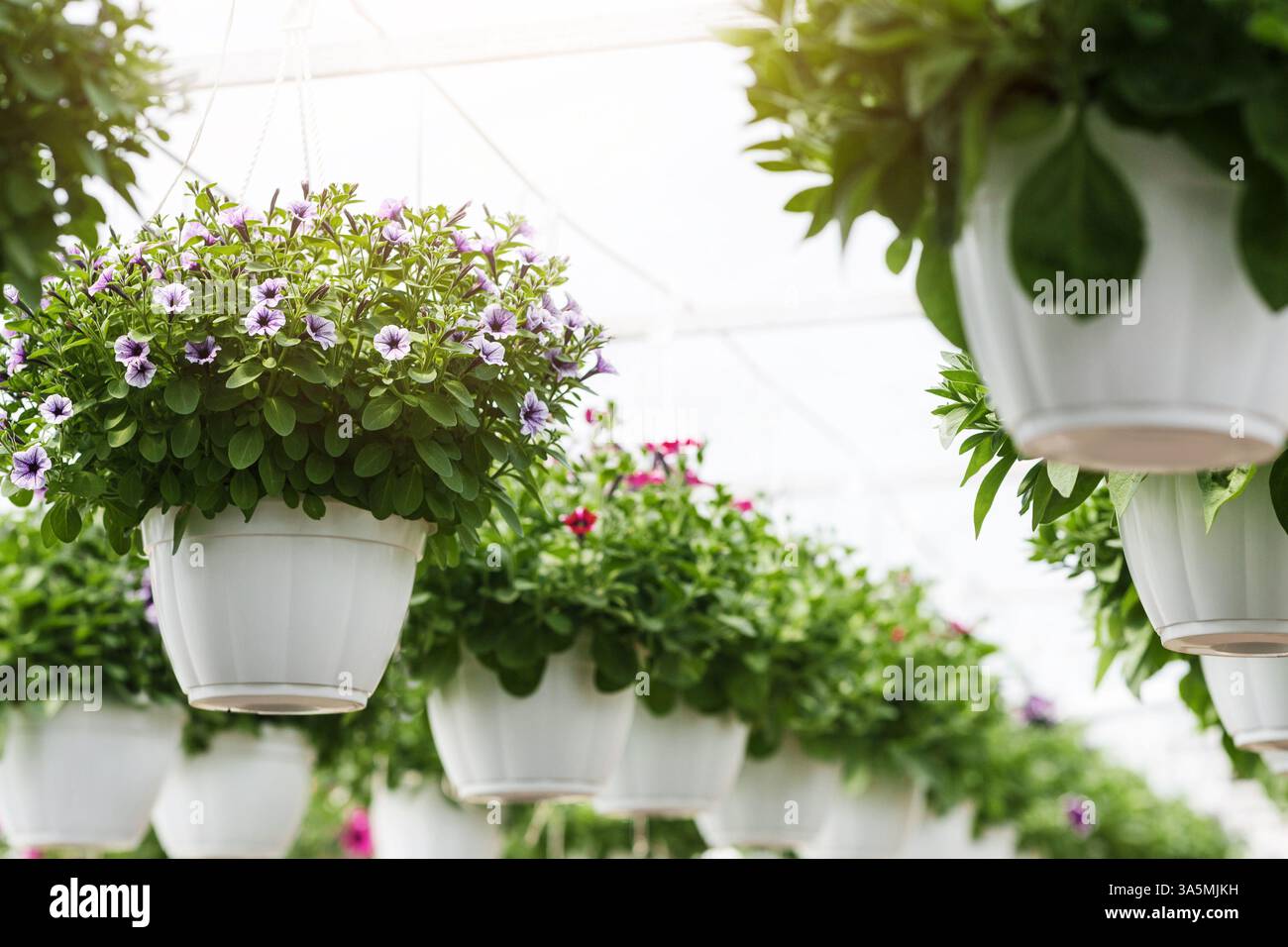 Houseplants in the orangery. Blooming multicolored flowers hang in pots ...