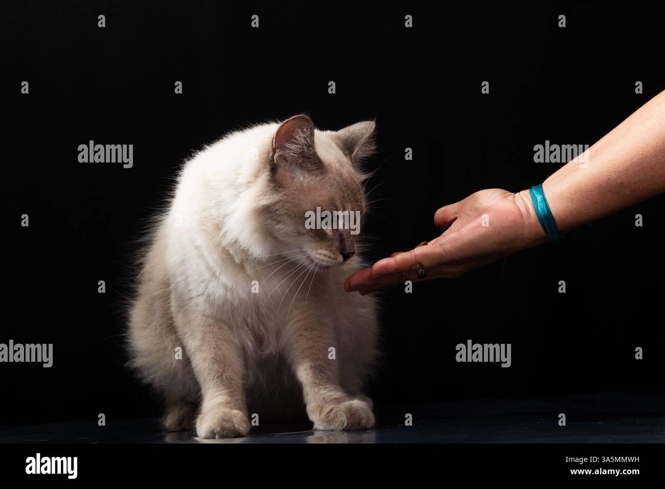 Beautiful white cat with blue eyes sniffing owners hand. Isolated on ...