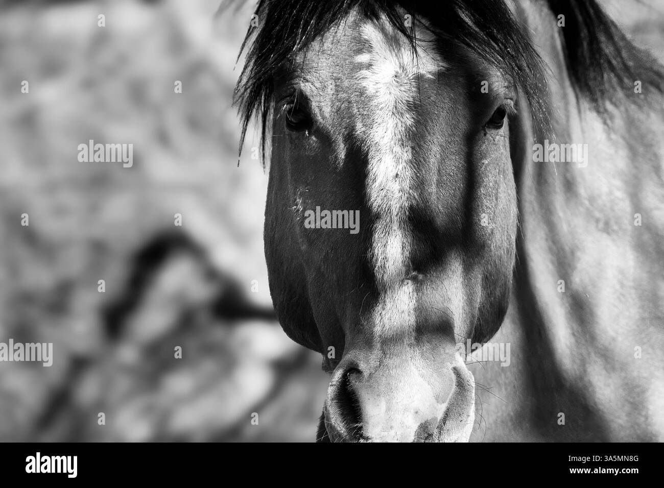 Quite The Stare Down (Black & White Stock Photo - Alamy