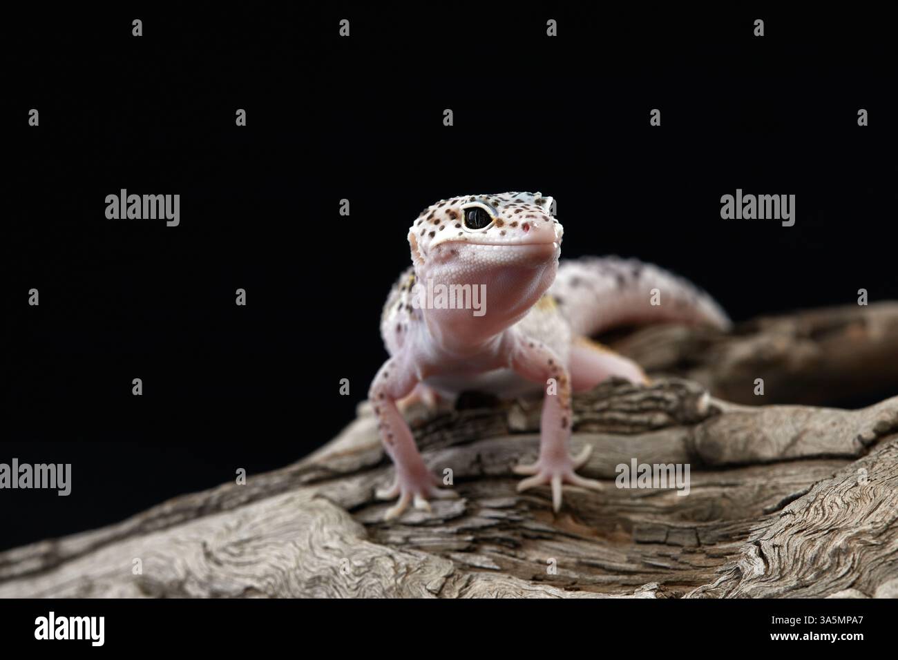 A leopard gecko is captured watching its prey, with its focused eyes ...