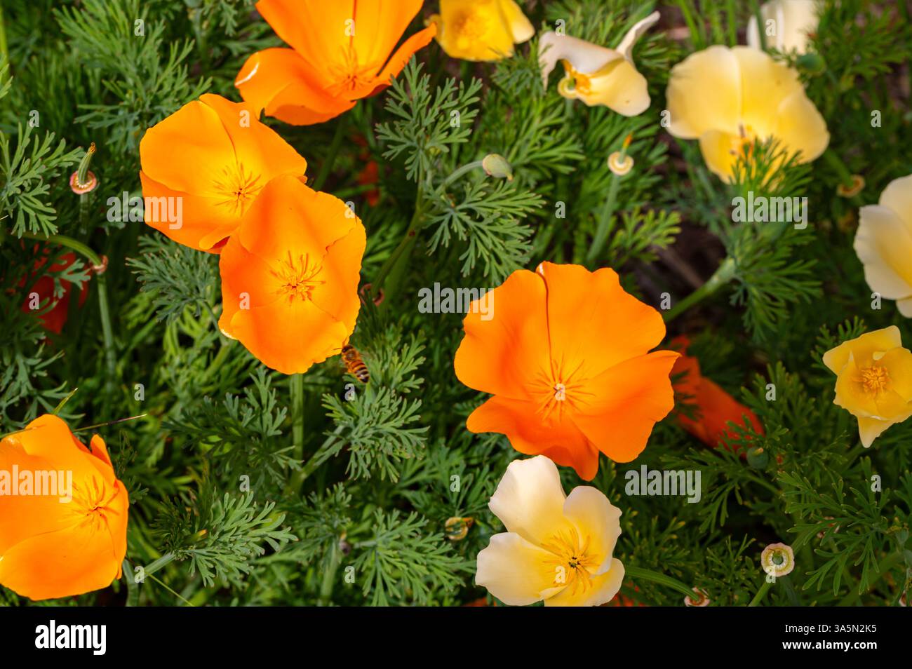 California poppy closeup hi-res stock photography and images - Alamy