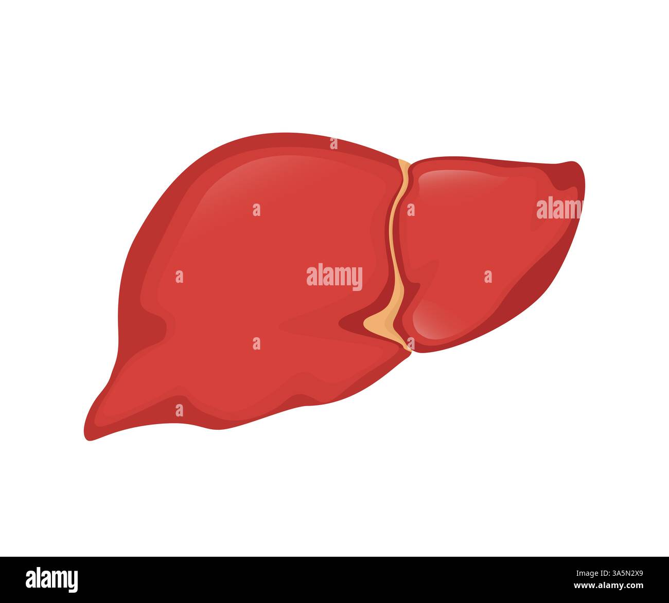 Flat illustration with liver on white background for medical design ...