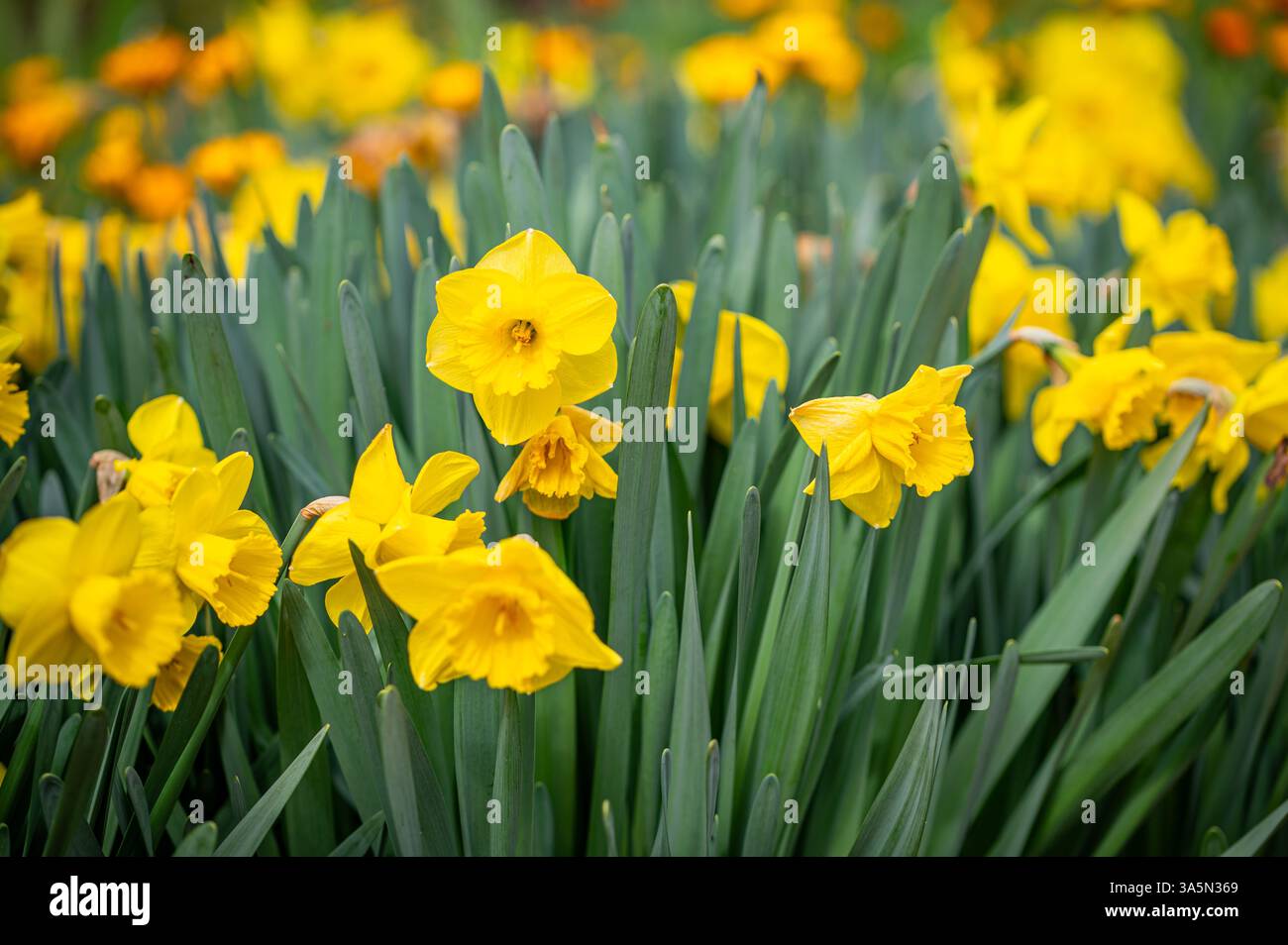 Cluster of yellow daffodils growing in a spring garden Stock Photo - Alamy