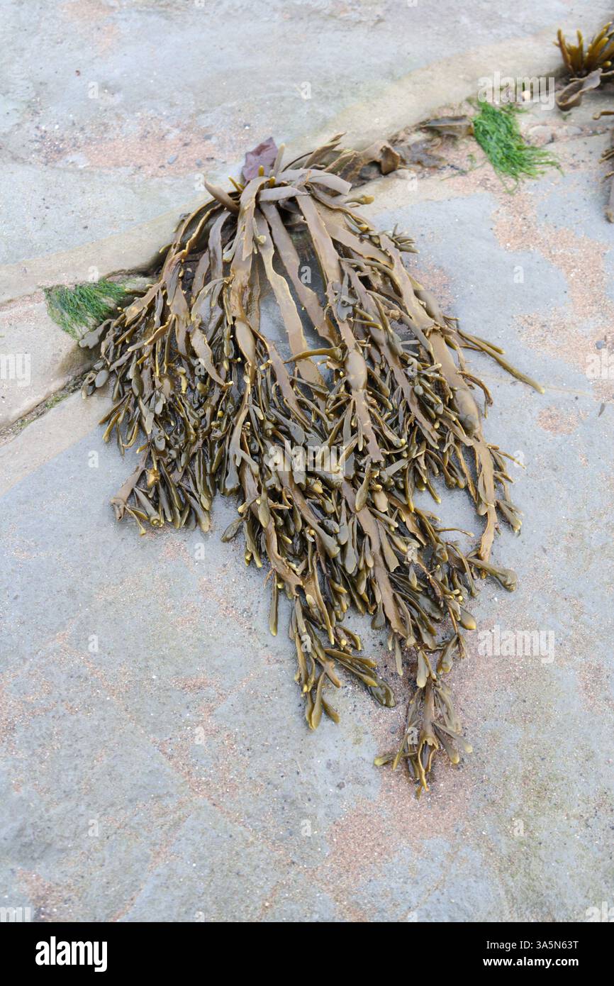 Bladderwrack Seaweed Fucus Vesiculosus on a beach, marine plant life ...