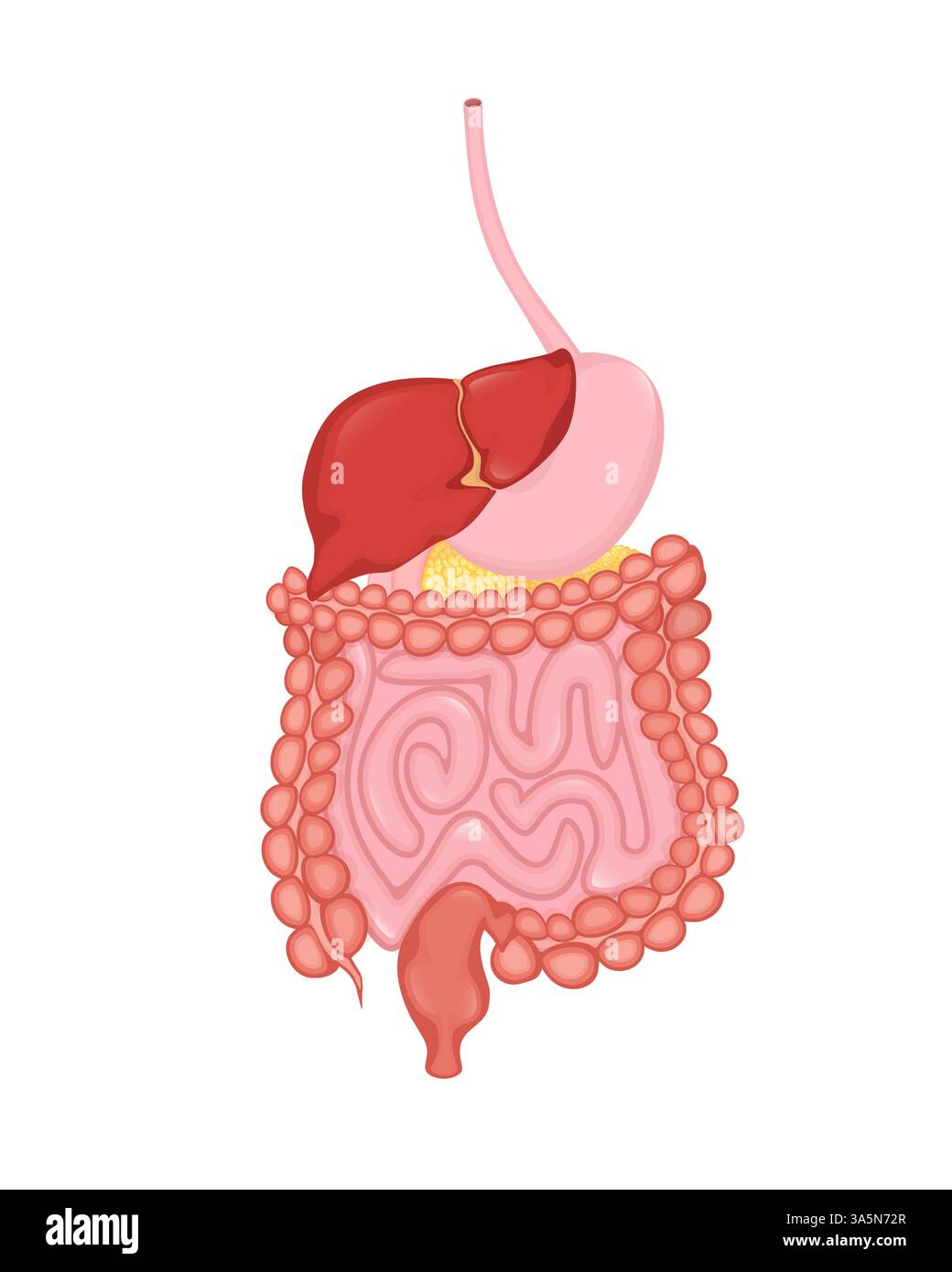 Cartoon digestive system for medical design. Flat vector illustration ...