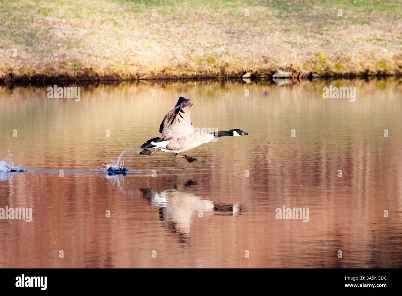 Canada Goose Ascent: Wing Dynamics and Water Reflection - Gigapixel ...