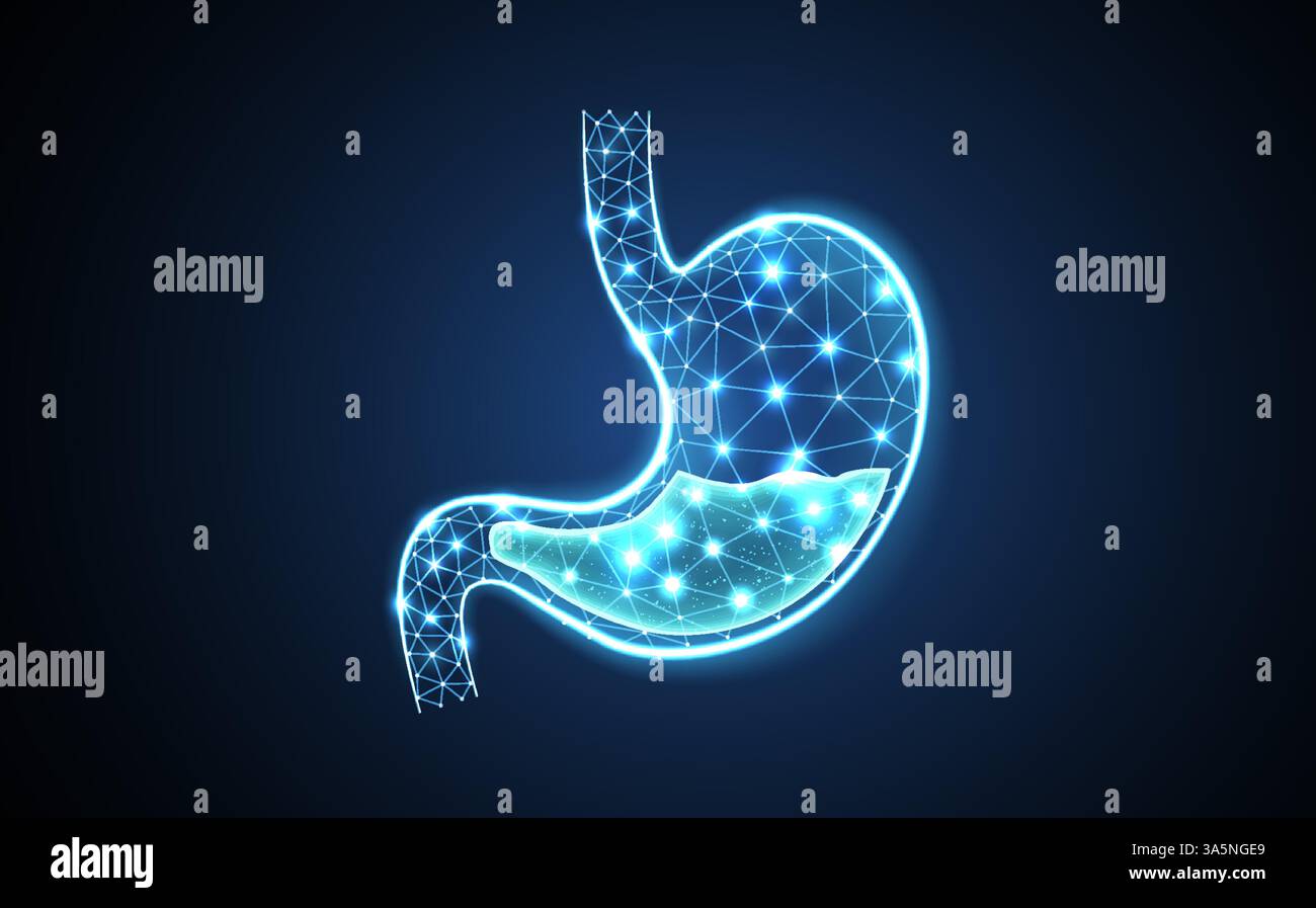 Abstract wireframe stomach illustration. Stomach anatomy, 3D ...