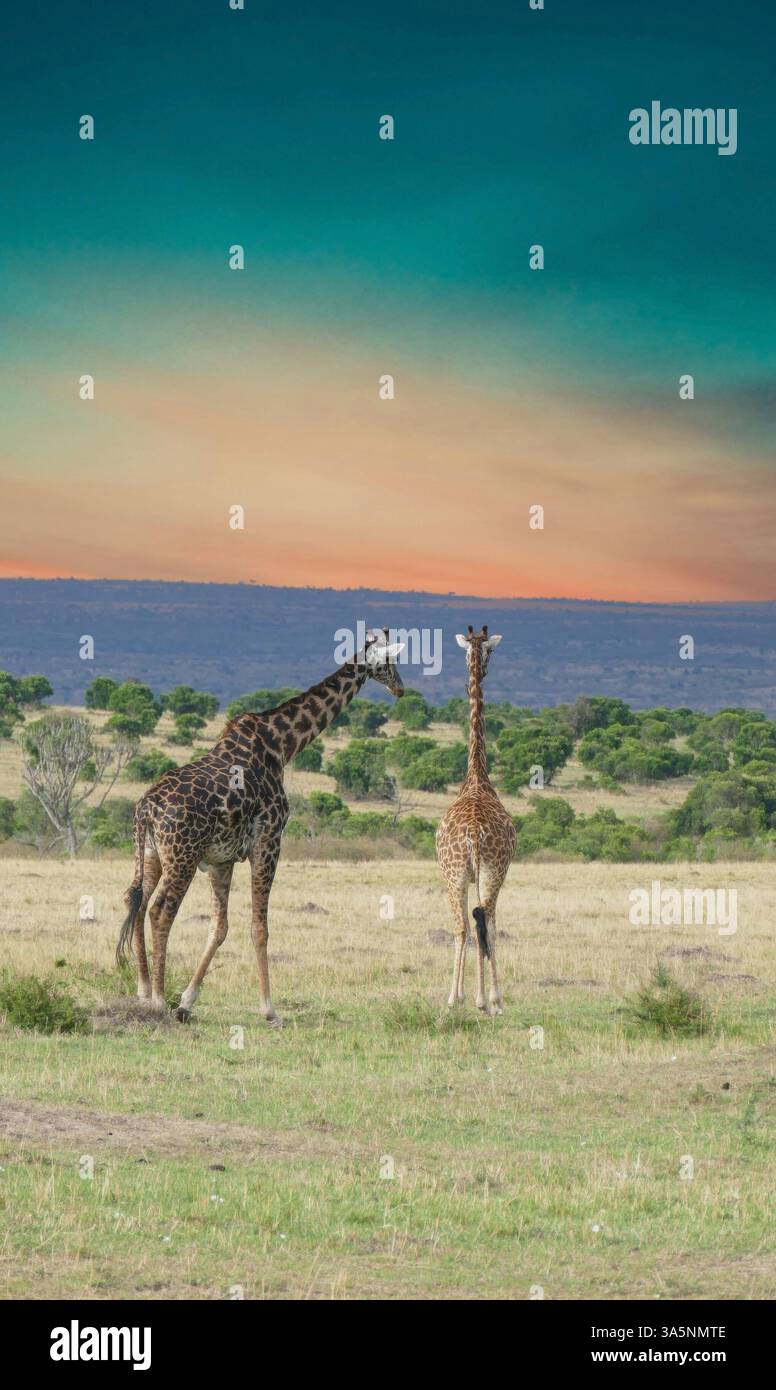 MASAI MARA, KENYA - NOV 14, 2022 Two giraffes walking in the african ...