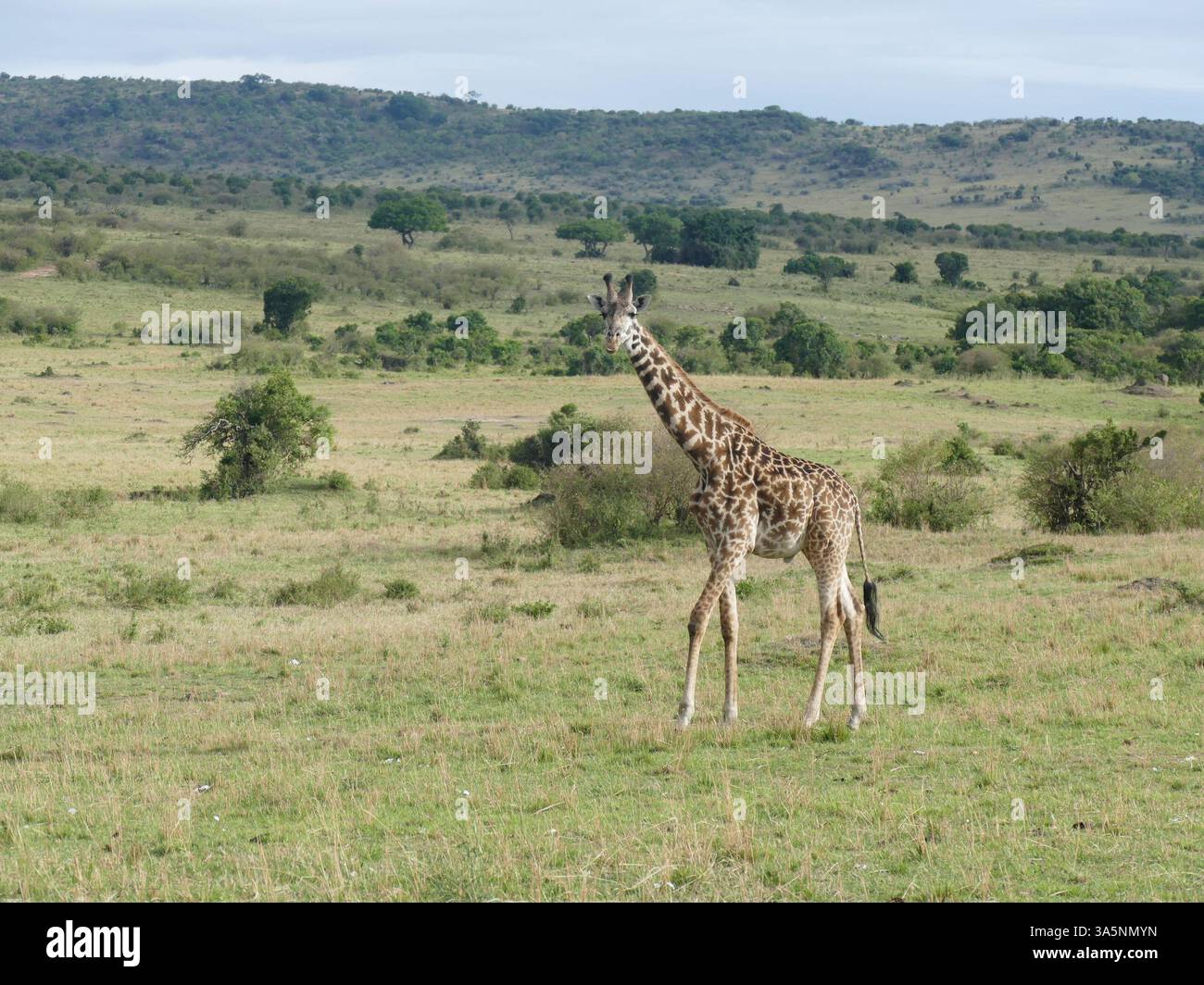 MASAI MARA, KENYA - NOV 14, 2022 Wild giraffe walking in the savannah ...