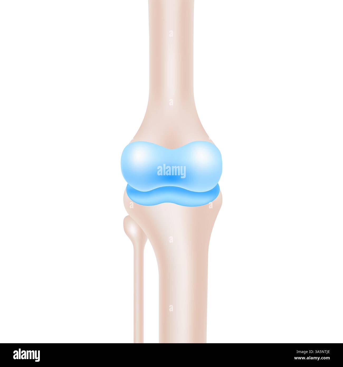 Detailed Human Knee Joint Anatomy for Medical Use Vector Illustration Stock Vector Image & Art ...
