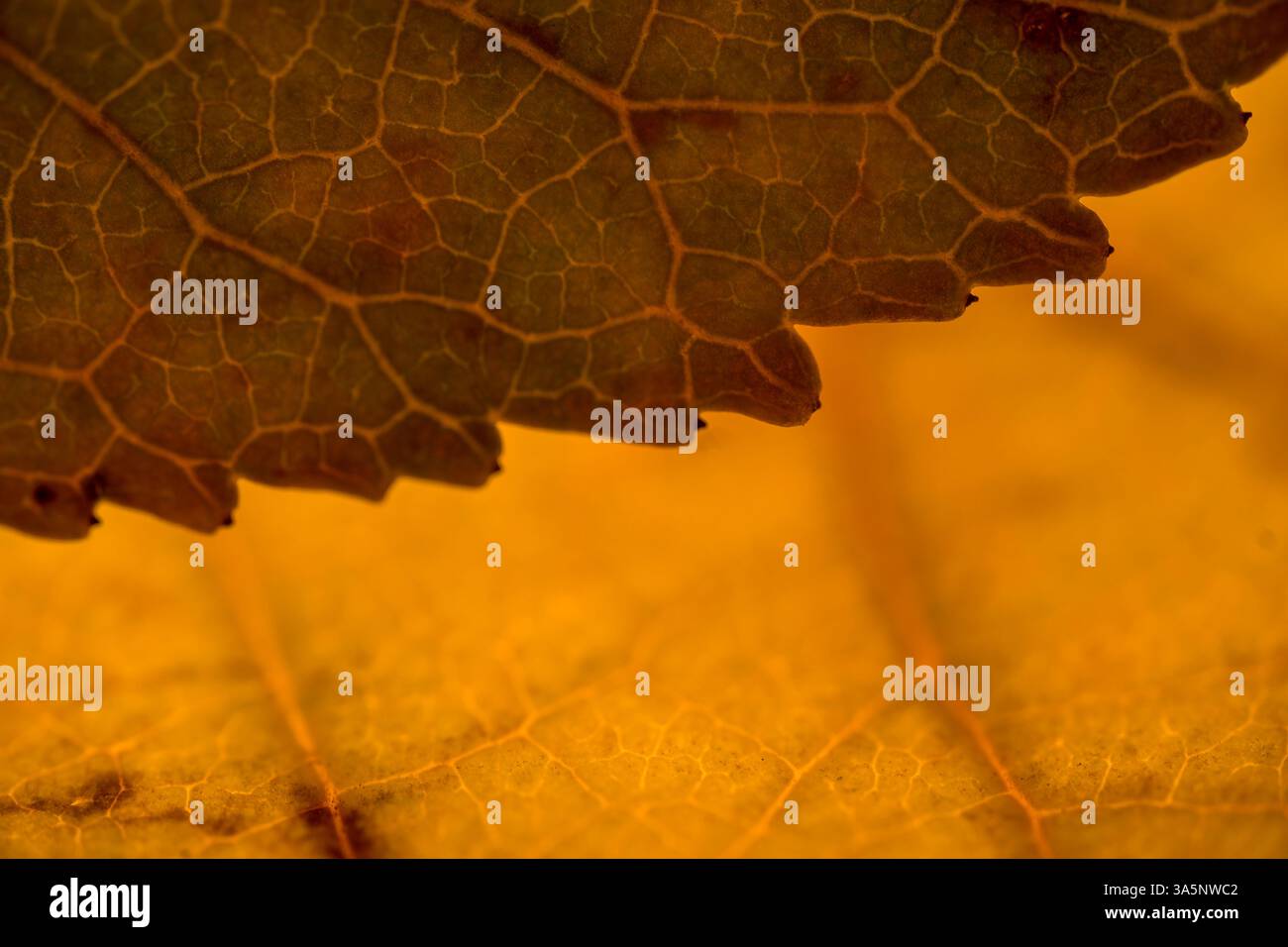 Yellow toothed leaf blade with horizontal branching details Stock Photo ...
