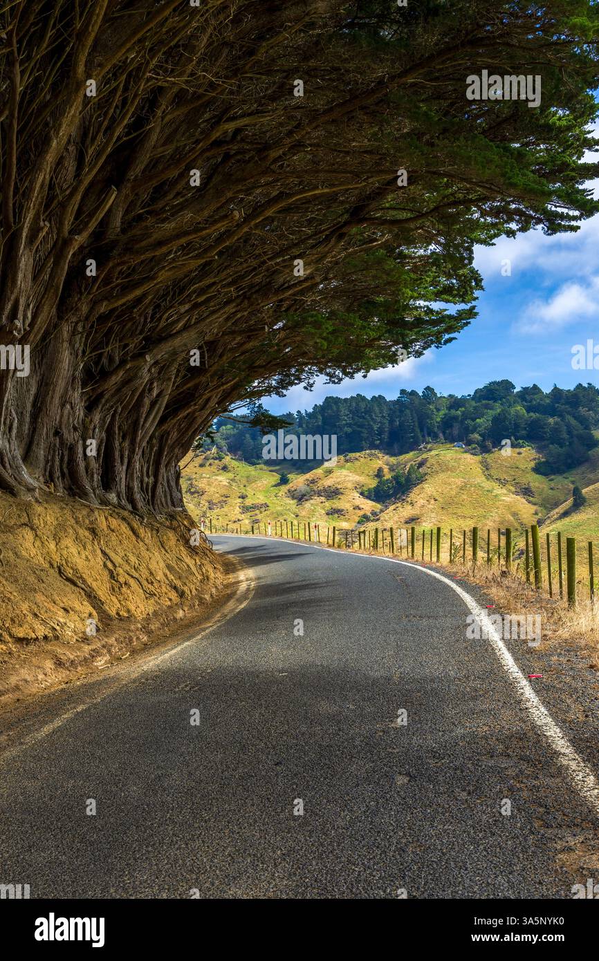 Avenue of Macrocarpa Trees (Cupressus macrocarpa) on Highcliff Road ...