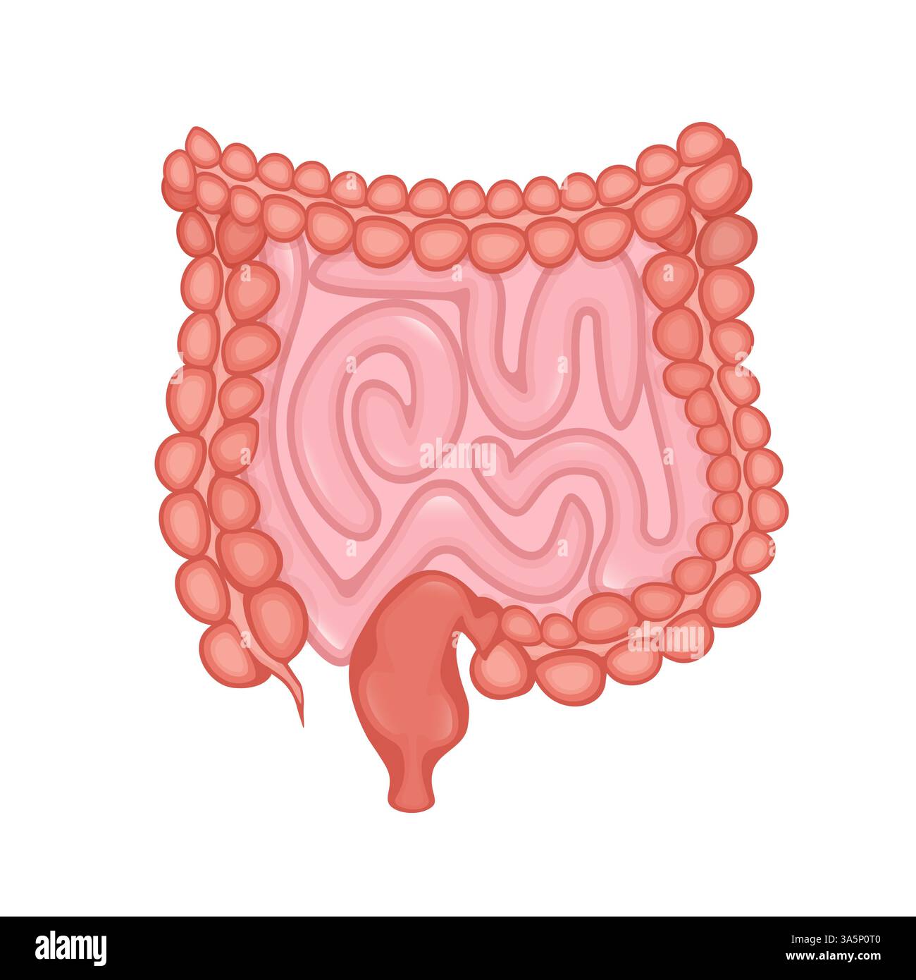 Flat vector illustration. Flat vector illustration with intestines ...