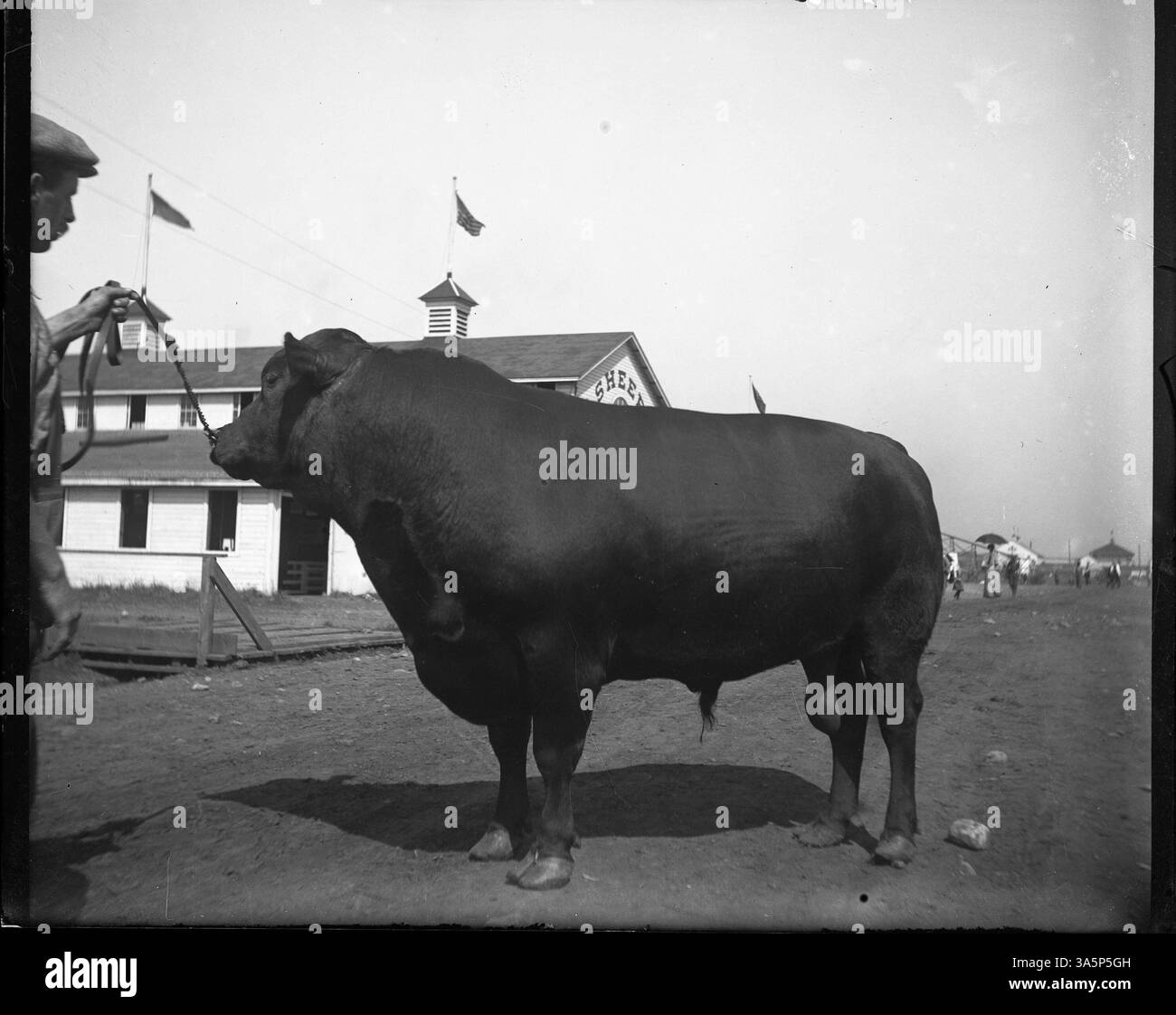 This photograph captures a prize-winning Polled Angus bull displayed at ...