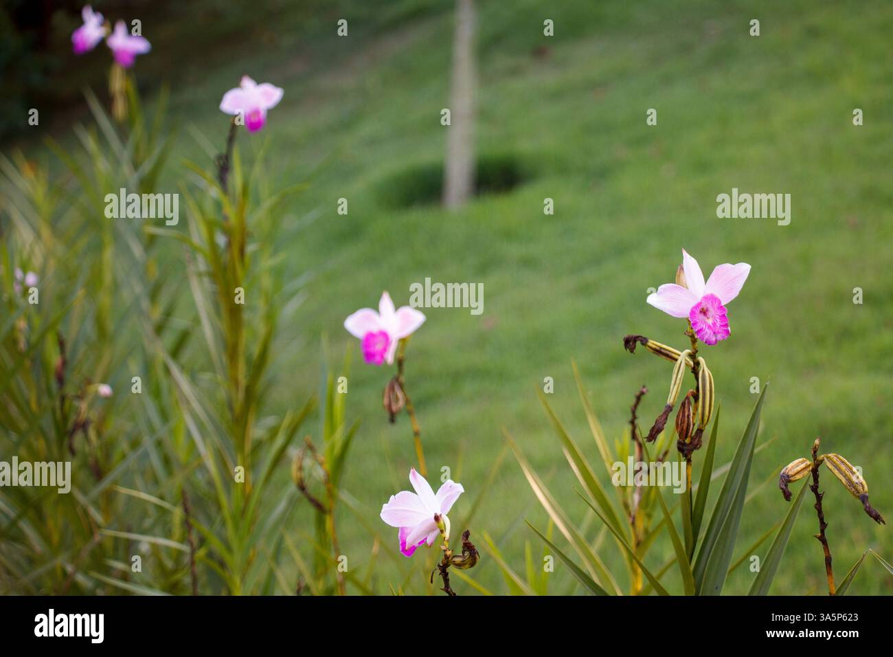 The pink Bamboo orchid (Arundina graminifolia) blooming flower in ...