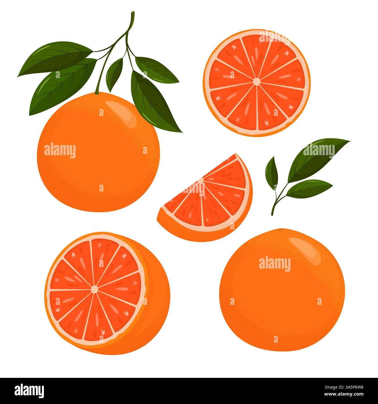 Ripe citrus fruits leaves Stock Vector Images - Alamy