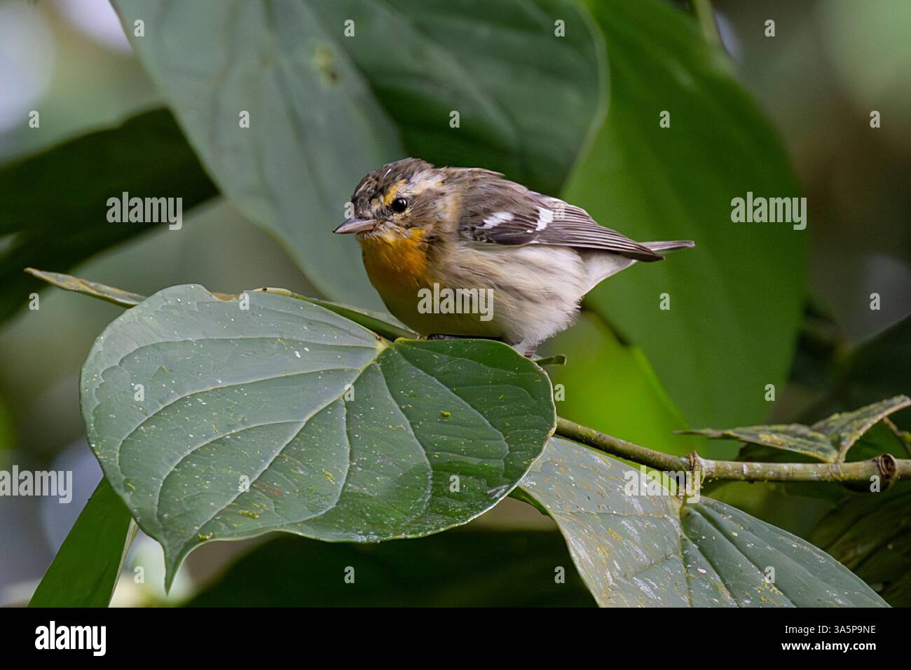 Juvenile Blackburnian Warbler (Setophaga fusca) in foliage, near Cali ...