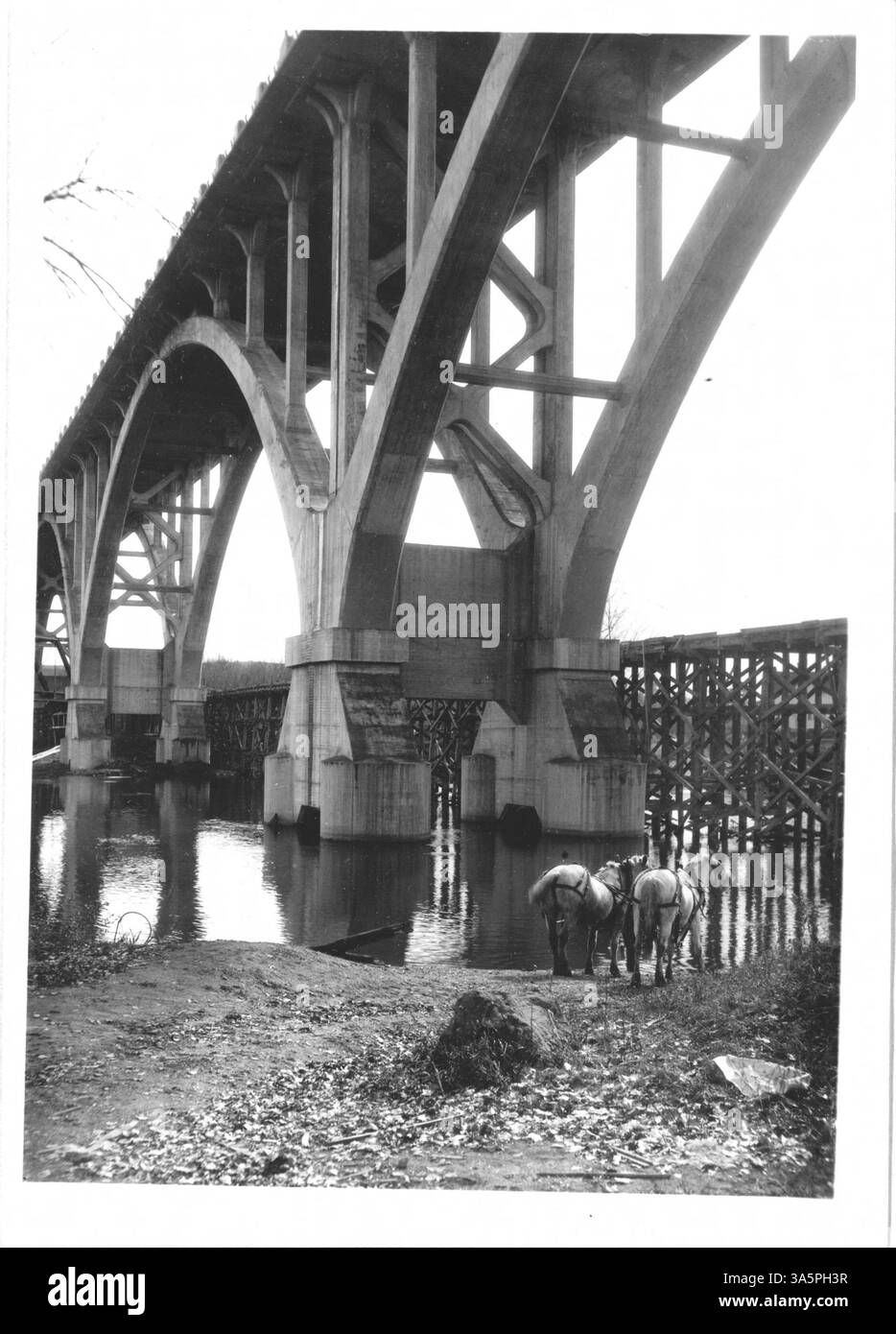 This image shows two work horses on break while construction continues ...