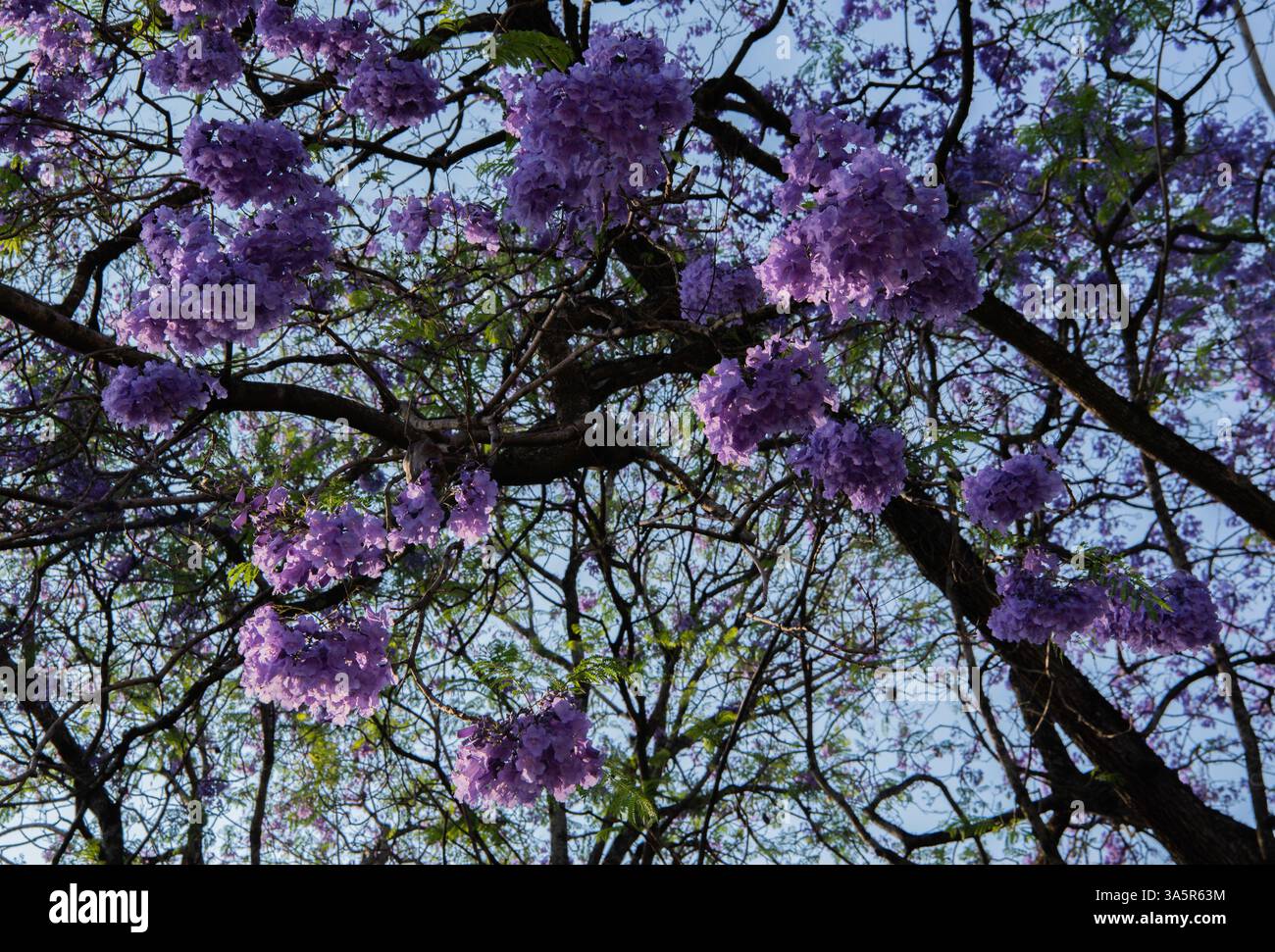 March 23, 2025, Guatemala City, Guatemala City, Guatemala: With the ...