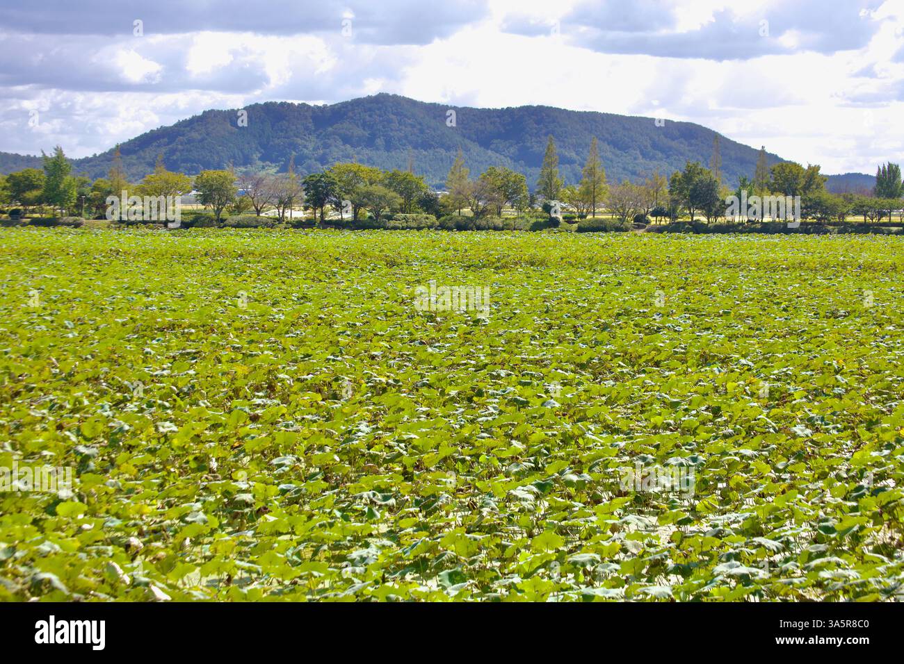 Muan County, South Korea - September 25, 2020: A lush sea of green ...