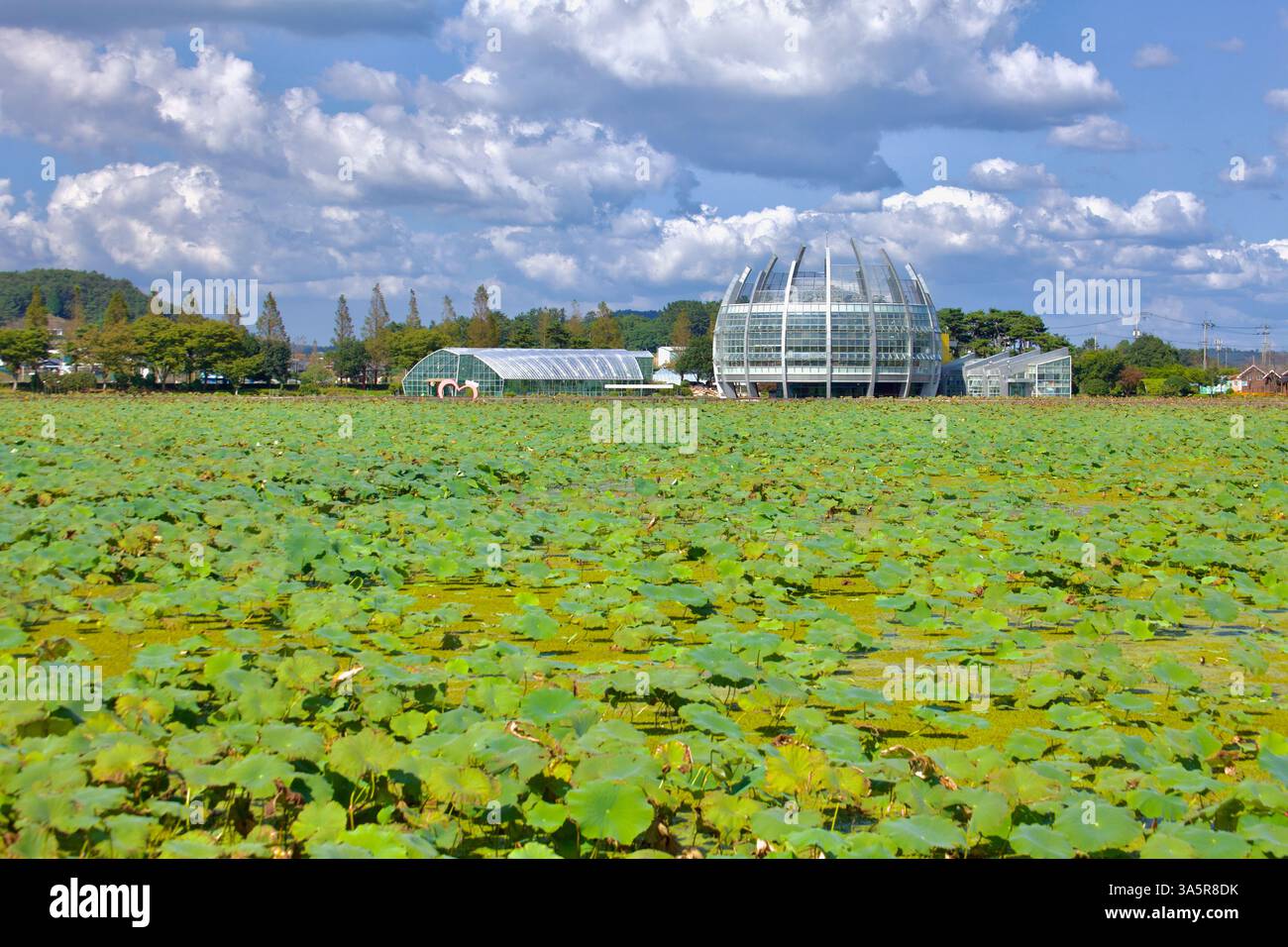 Muan County, South Korea - September 25, 2020: The expansive lotus ...