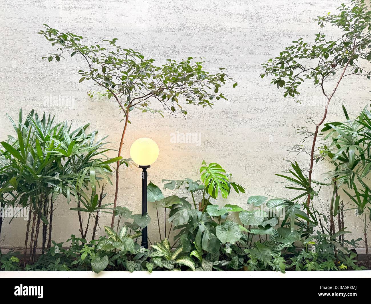 Series of tropical outdoor garden plant, olive trees, monstera, and ...