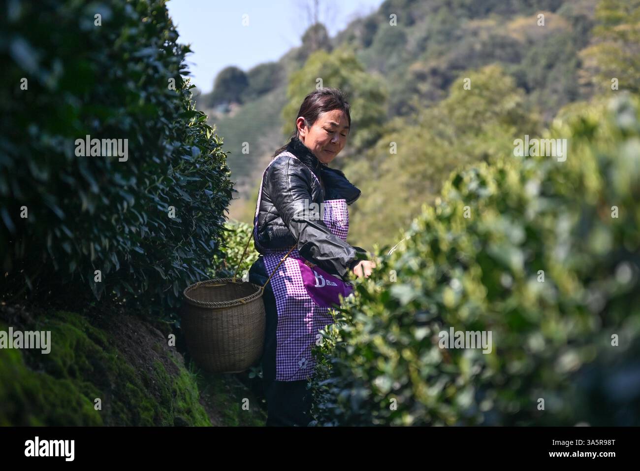 **CHINESE MAINLAND, HONG KONG, MACAU AND TAIWAN OUT** Farmers pick tea ...