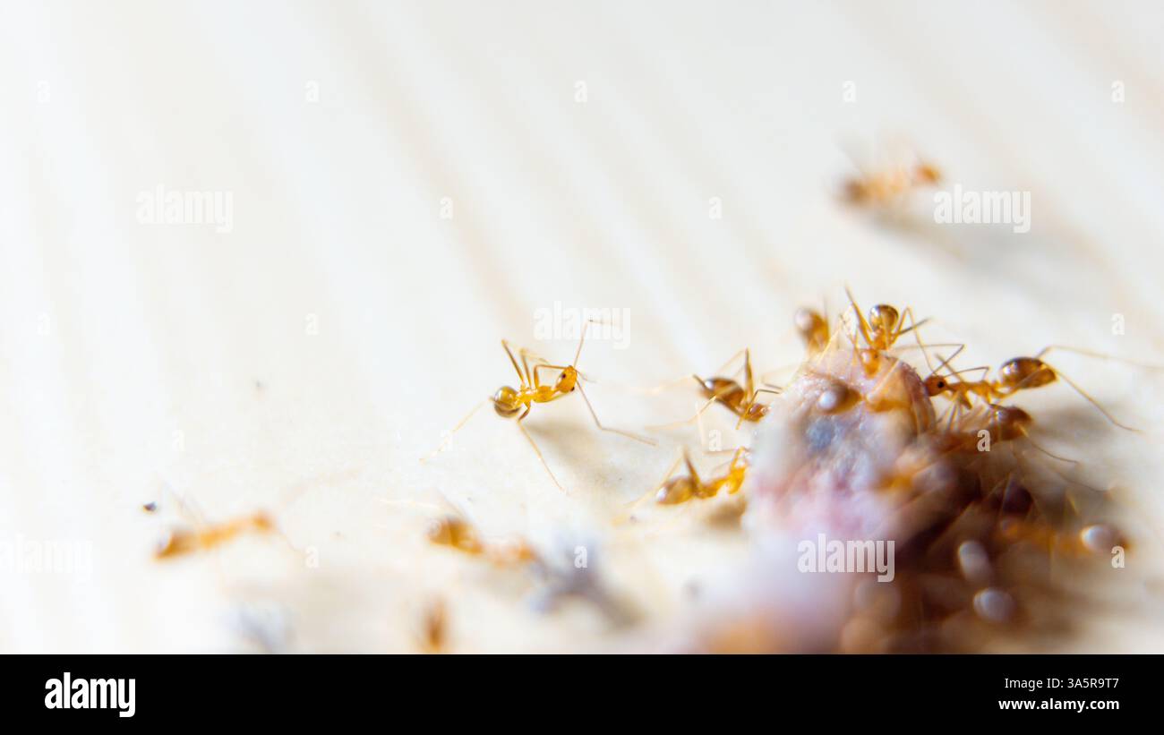 A group of red ants eating a dead lizard on a ceramic tile Stock Photo ...