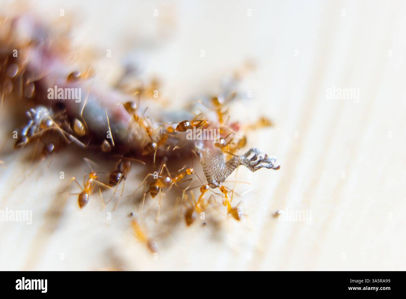 A group of red ants eating a dead lizard on a ceramic tile Stock Photo ...