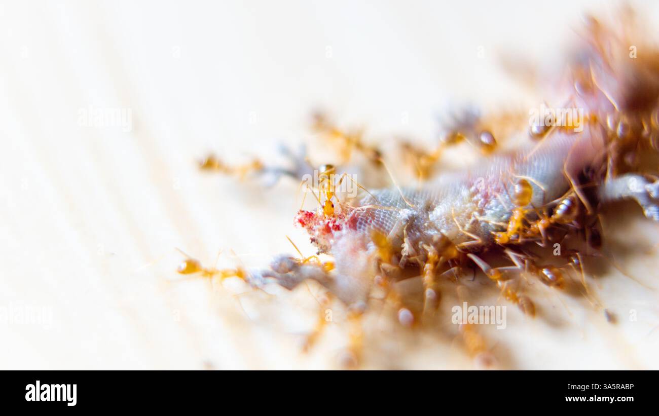 A group of red ants eating a dead lizard on a ceramic tile Stock Photo ...