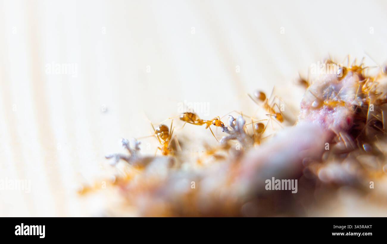 A group of red ants eating a dead lizard on a ceramic tile Stock Photo ...