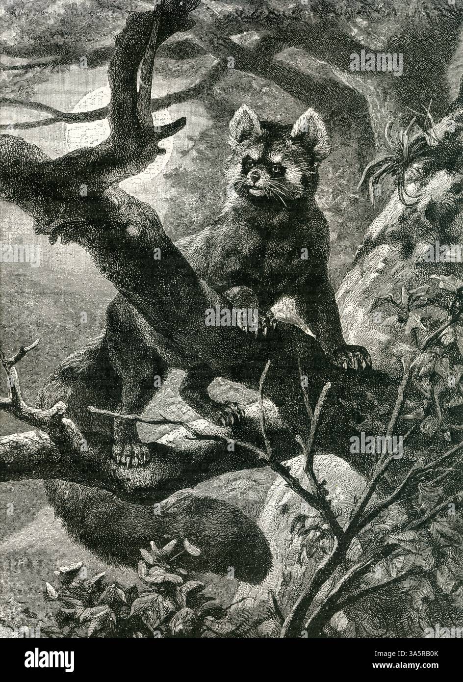 THE PANDA or Red panda also known as the lesser panda ( Ailuropus ...