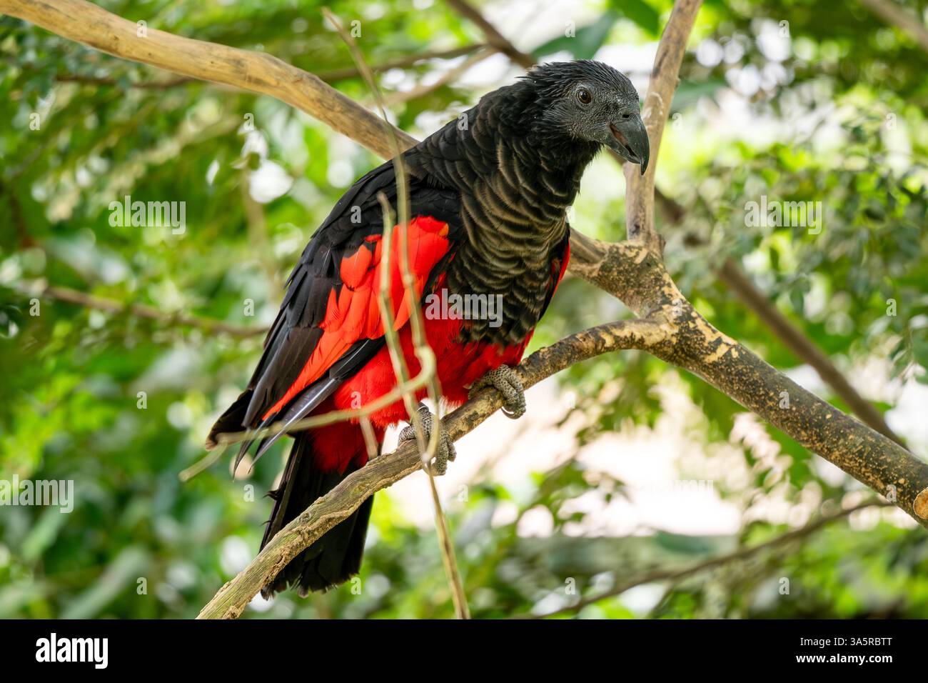 Pesquet's Parrot - Psittrichas fulgidus, large black and red parrot ...