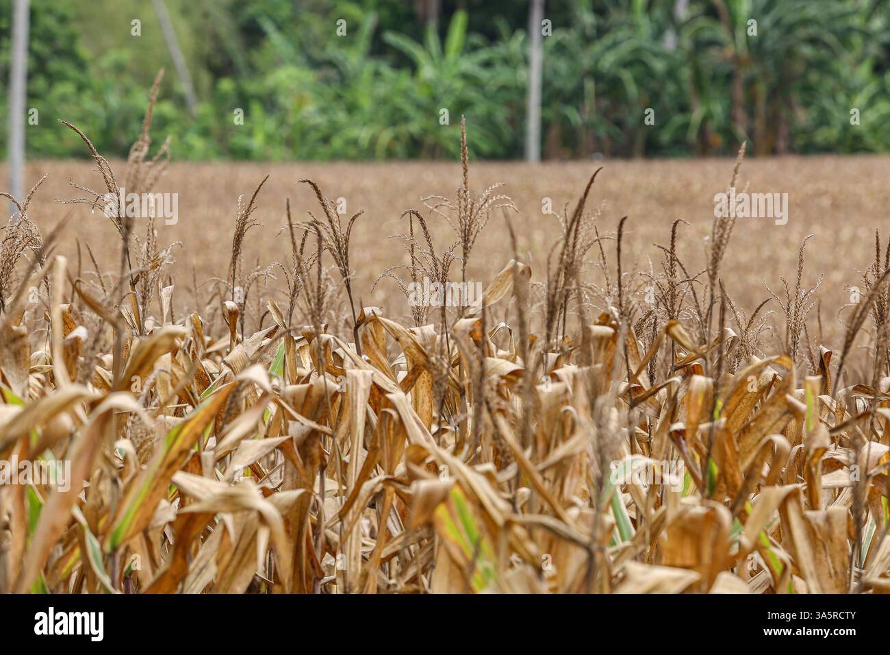 Laguna, Philippines. Mar 24,2025. Cornfield lined with coconut trees in ...