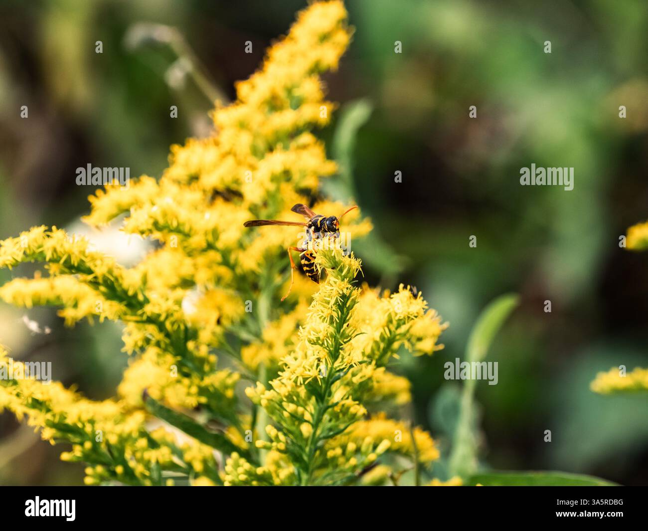 An Asian paper wasp, Polistes chinensis, collects pollen and nectar ...