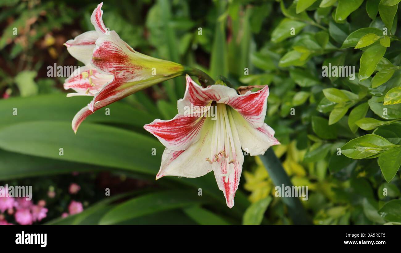 Red and white amaryllis hi-res stock photography and images - Alamy