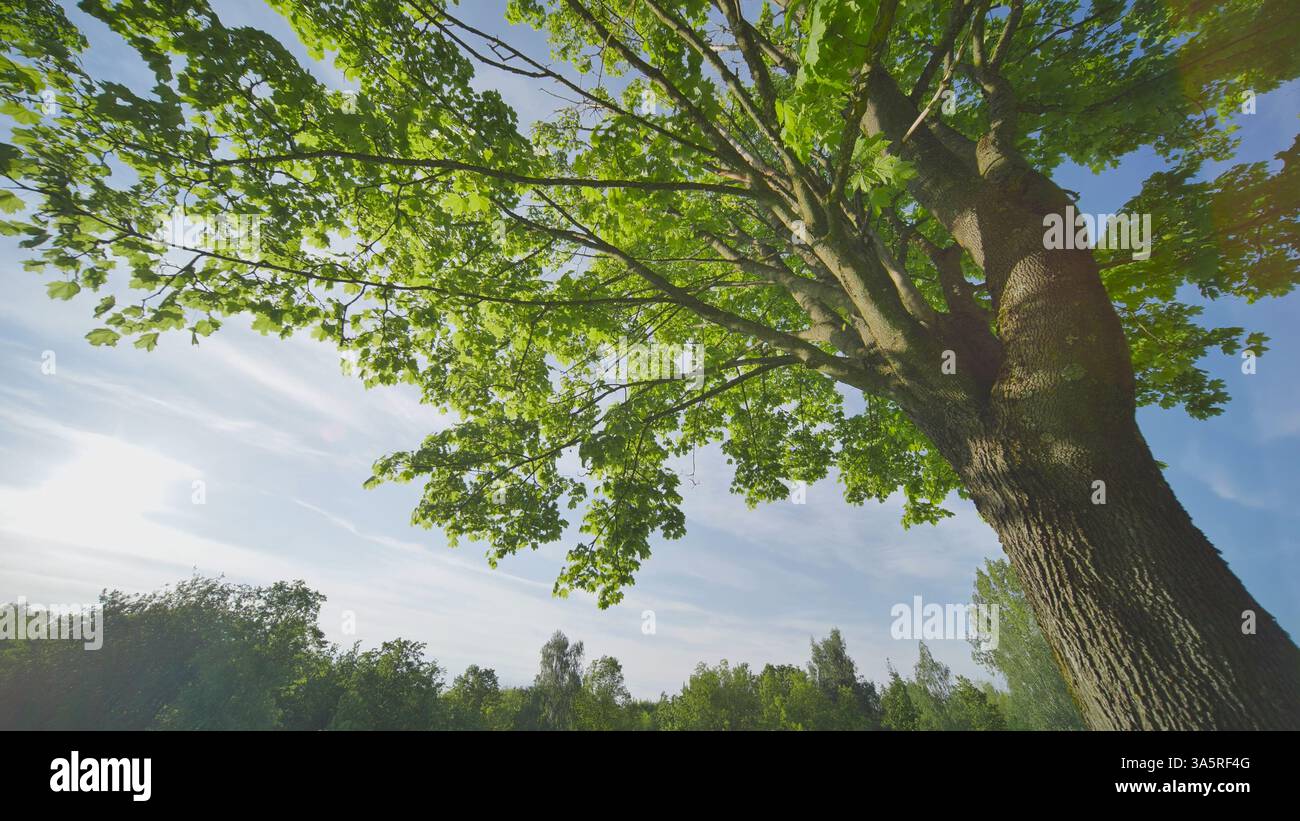 Bright sunlight penetrating verdant tree foliage, low angle view ...