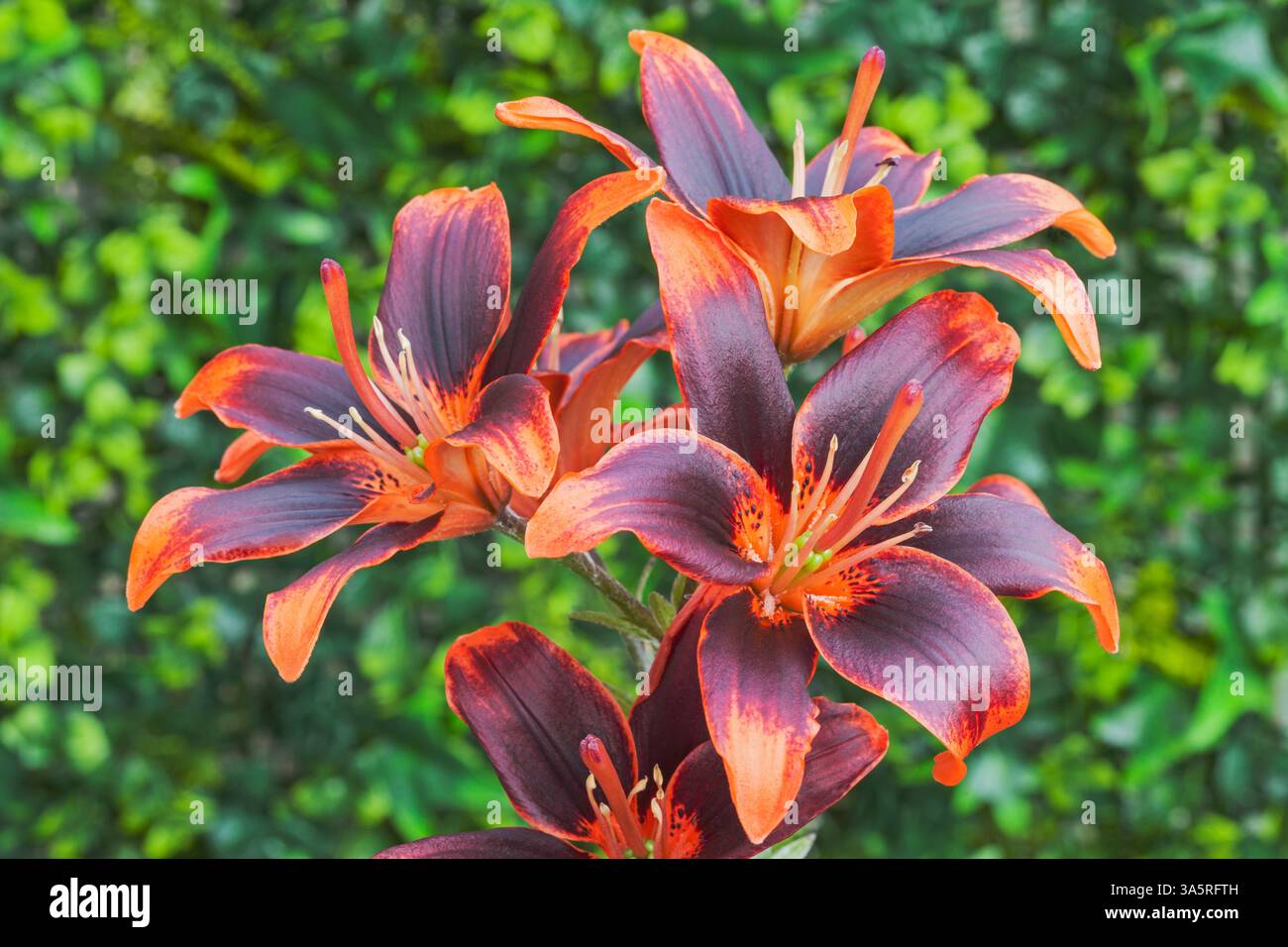 Lily forever susan hi-res stock photography and images - Alamy