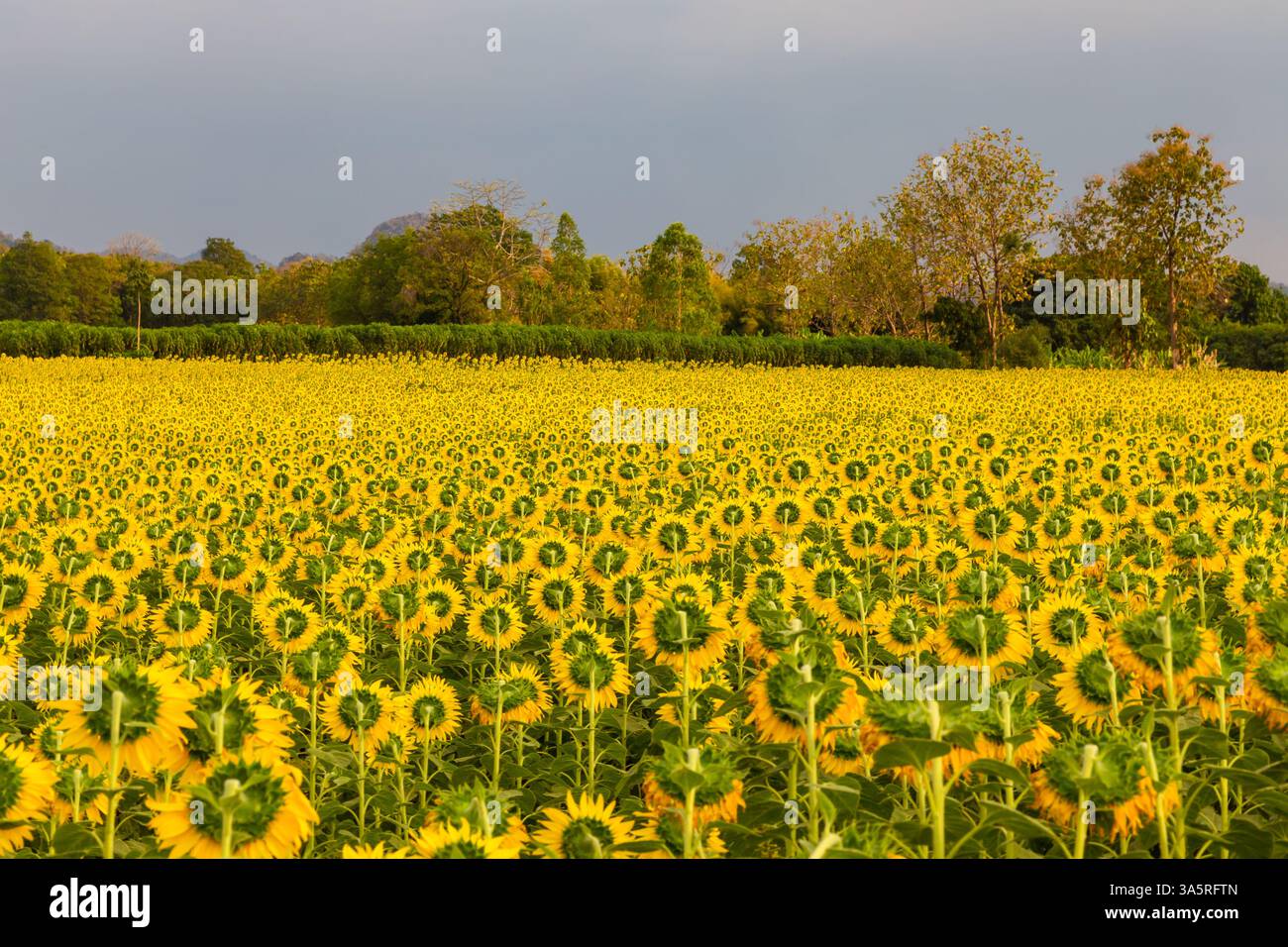Khao Chin Lae Sunflower Field is a famous flower field near Bangkok and ...