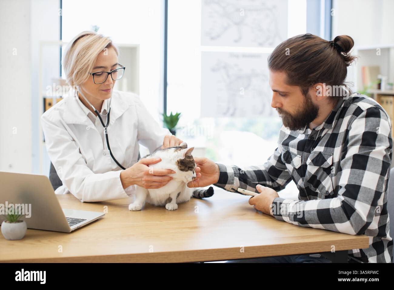 Veterinarian wearing white coat examining small cat using stethoscope ...