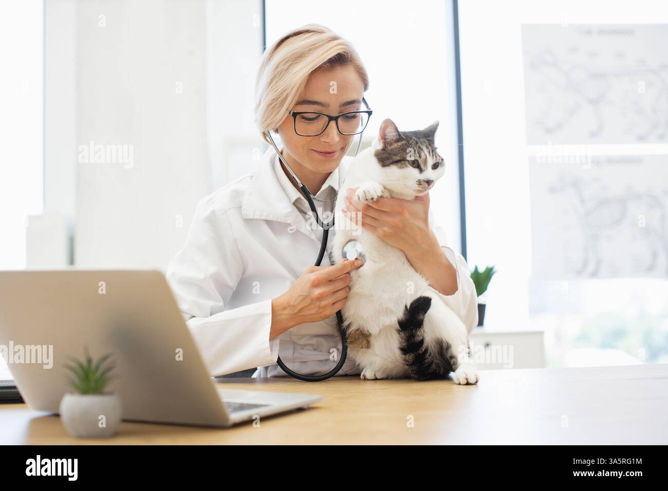 Female veterinarian using stethoscope examining cat in modern clinic ...