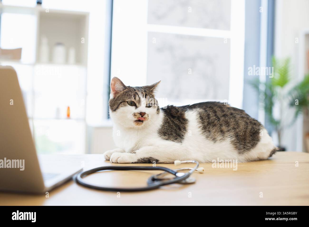 Domestic cat lying on table in veterinary clinic environment with ...