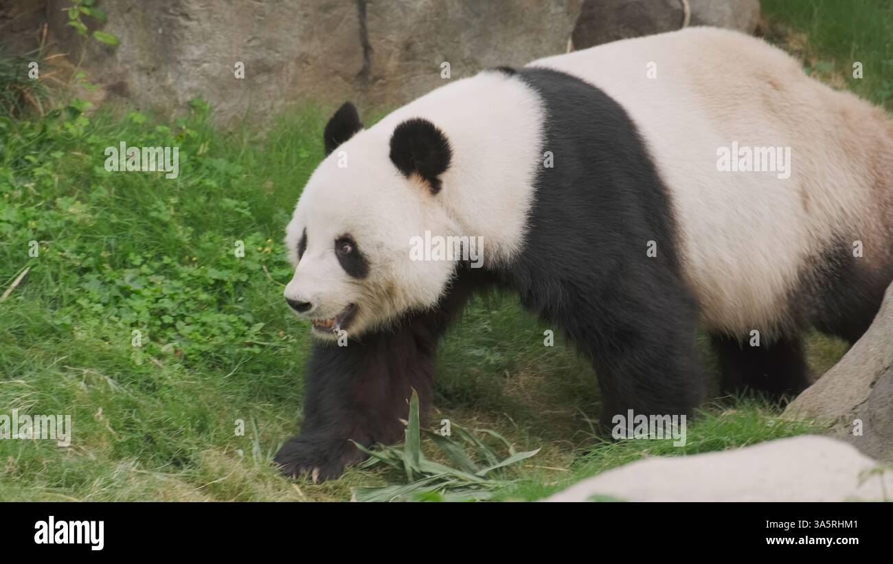 Cute giant panda bear walking Stock Photo - Alamy